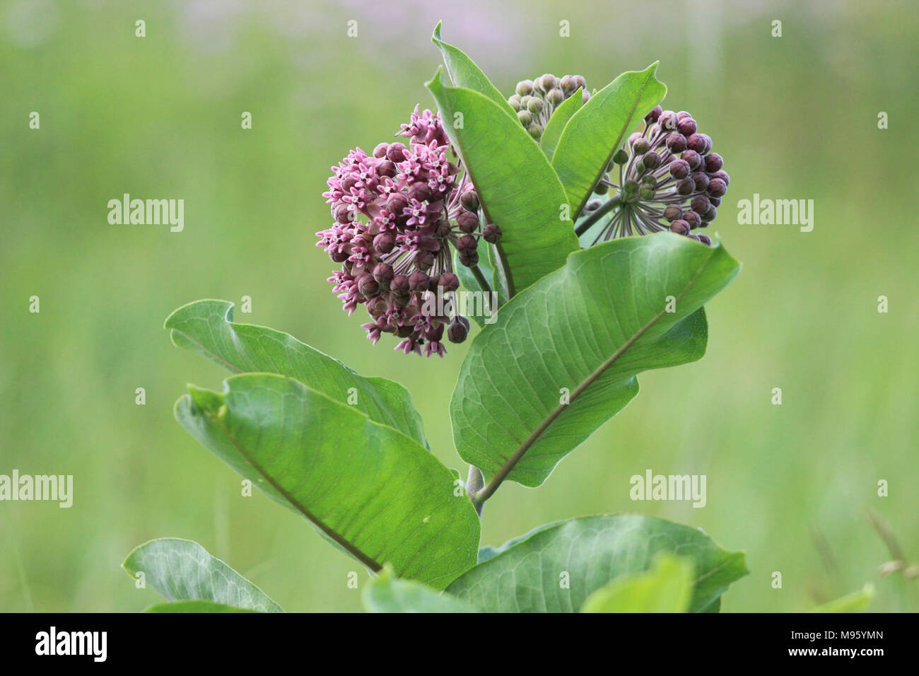Native milkweeds hi-res stock photography and images - Alamy