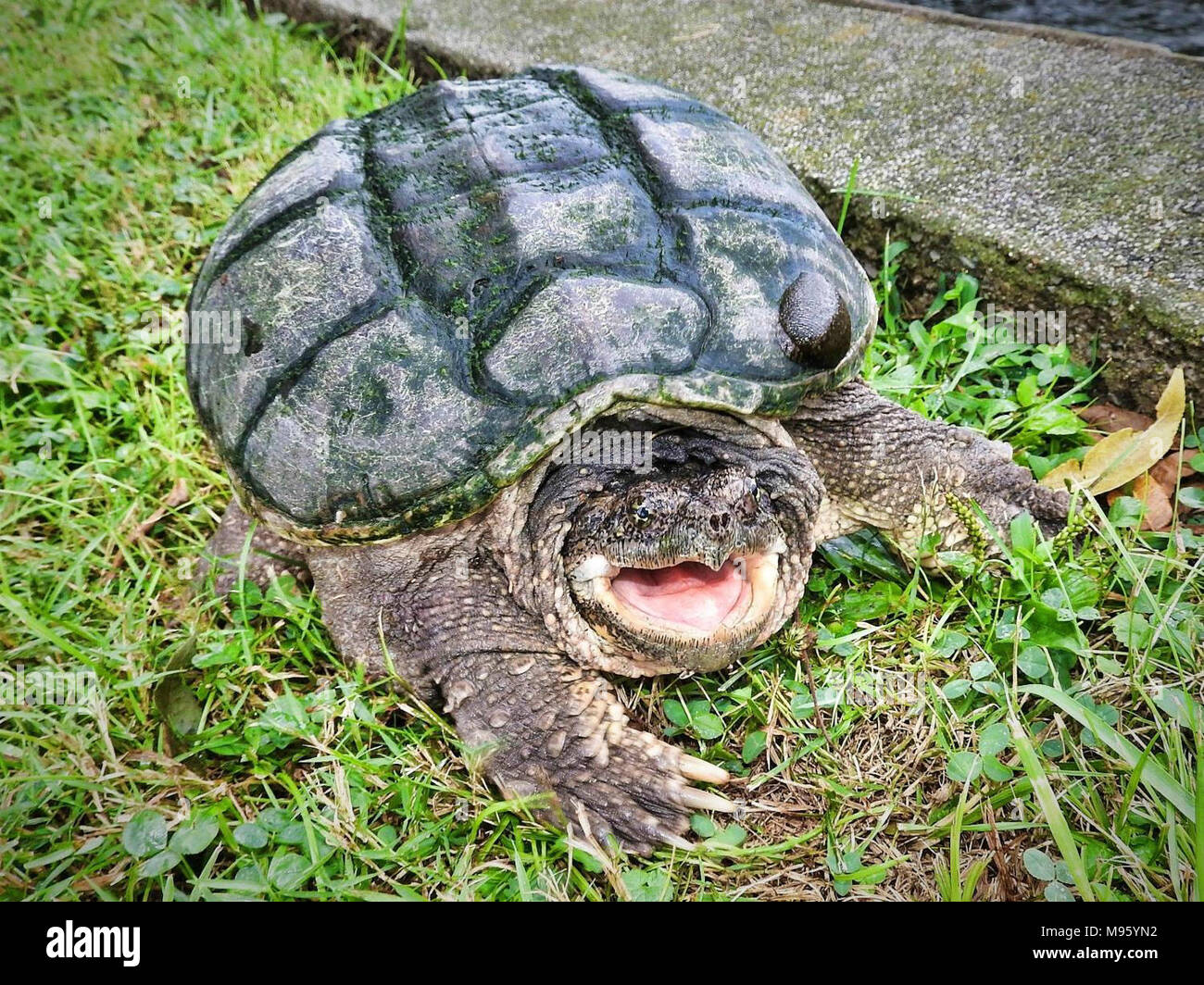 Common Snapping Turtle Stock Photo - Alamy