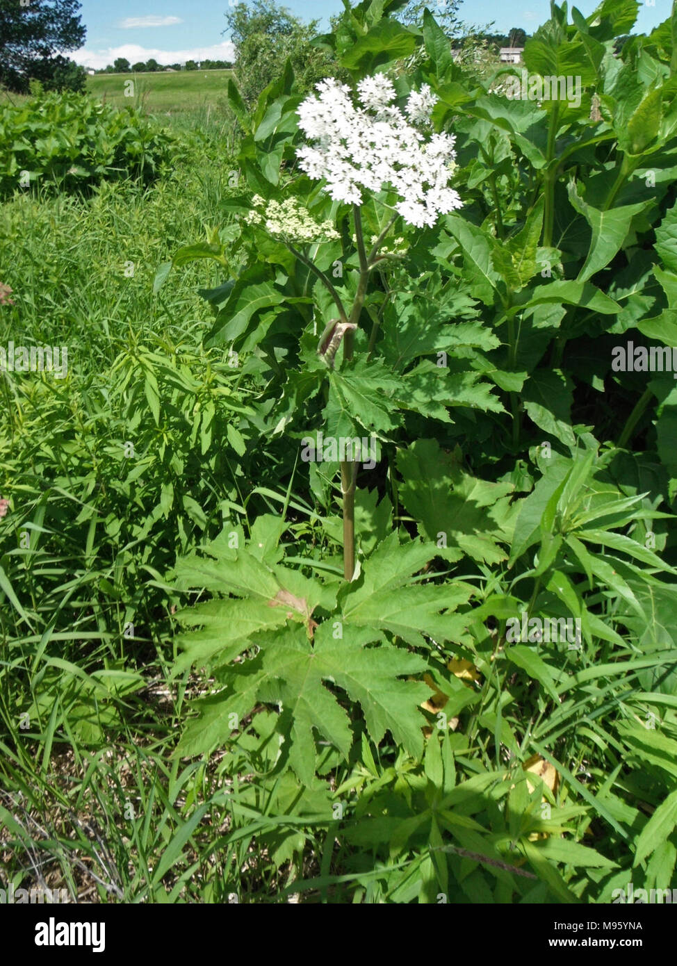 Prairie parsnip hi-res stock photography and images - Alamy