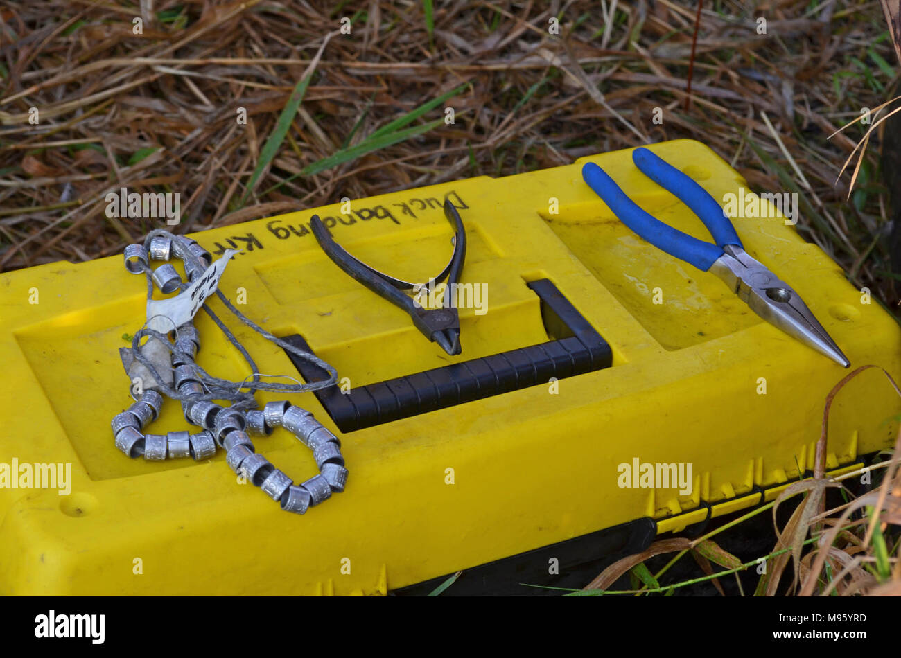 Duck Banding Tools Stock Photo - Alamy