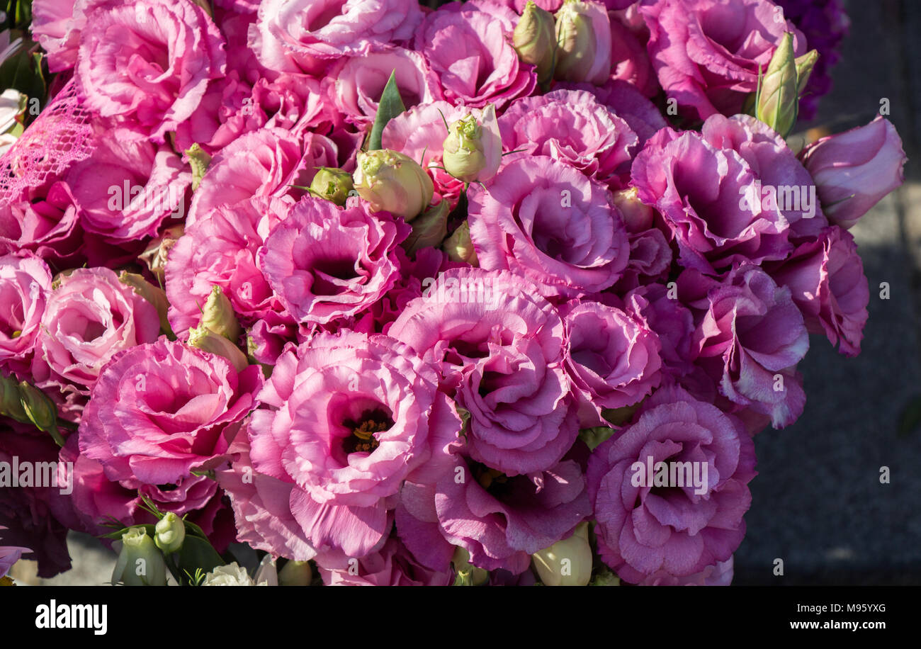 Beautiful colorful natural spring flowers as a nature background Stock ...