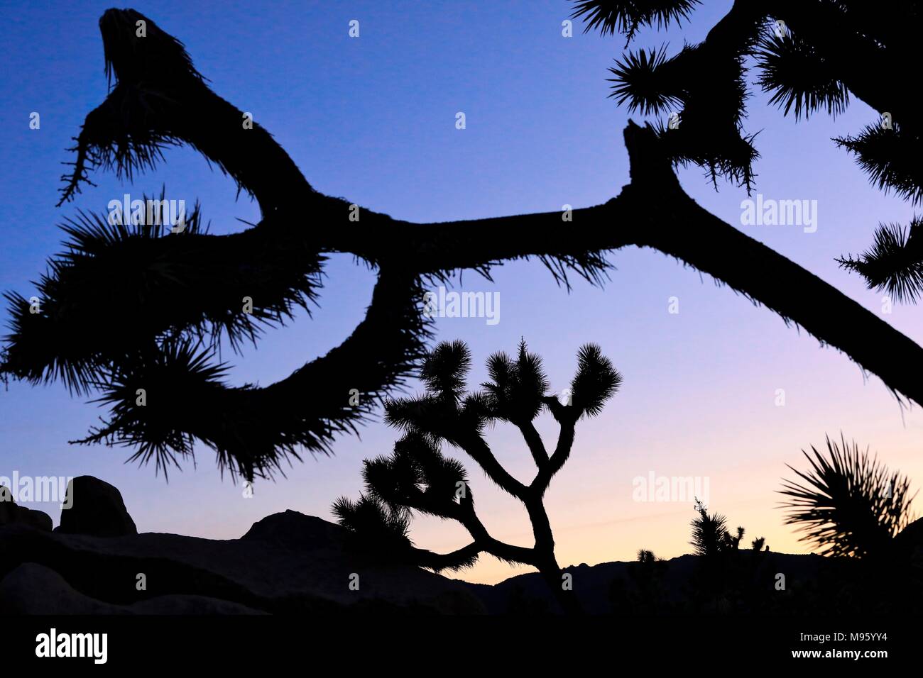 Silhouette of joshua tree hi-res stock photography and images - Alamy