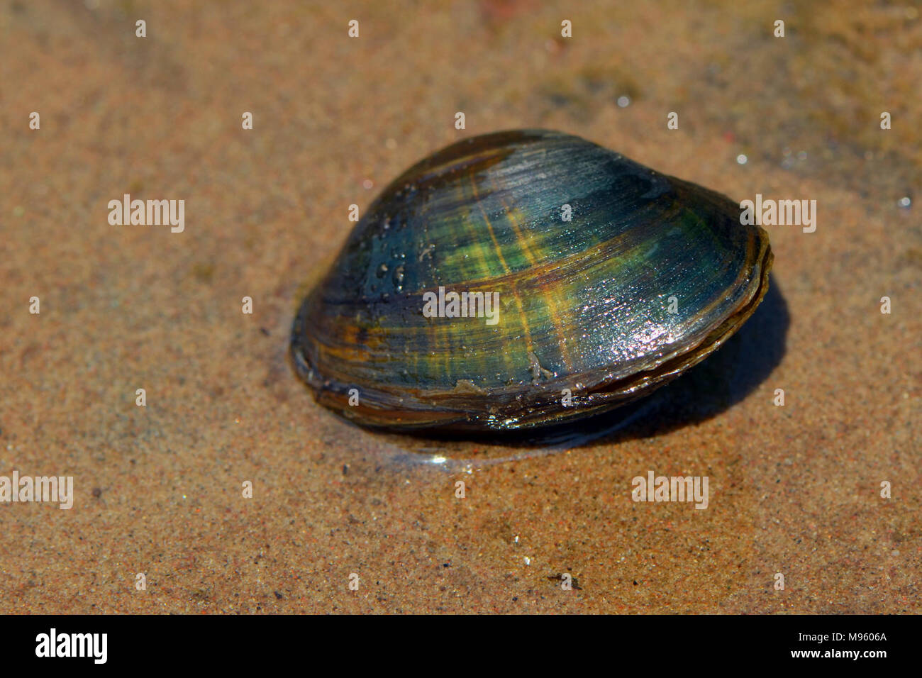Native mussel hi-res stock photography and images - Alamy