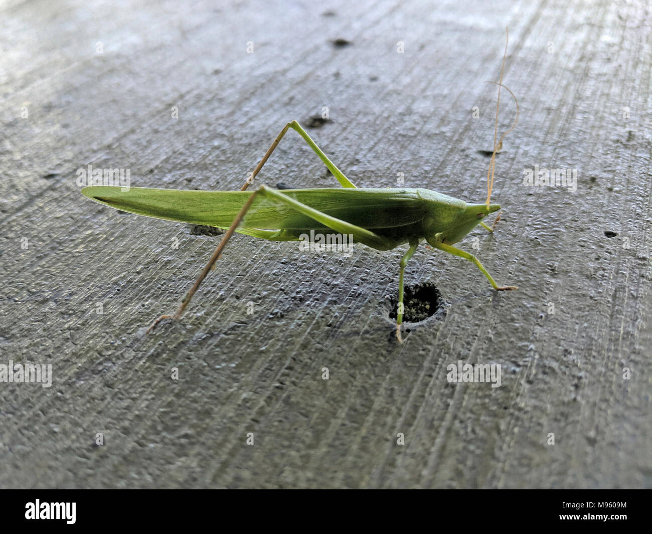 Katydid at their natural habitat hi-res stock photography and images ...