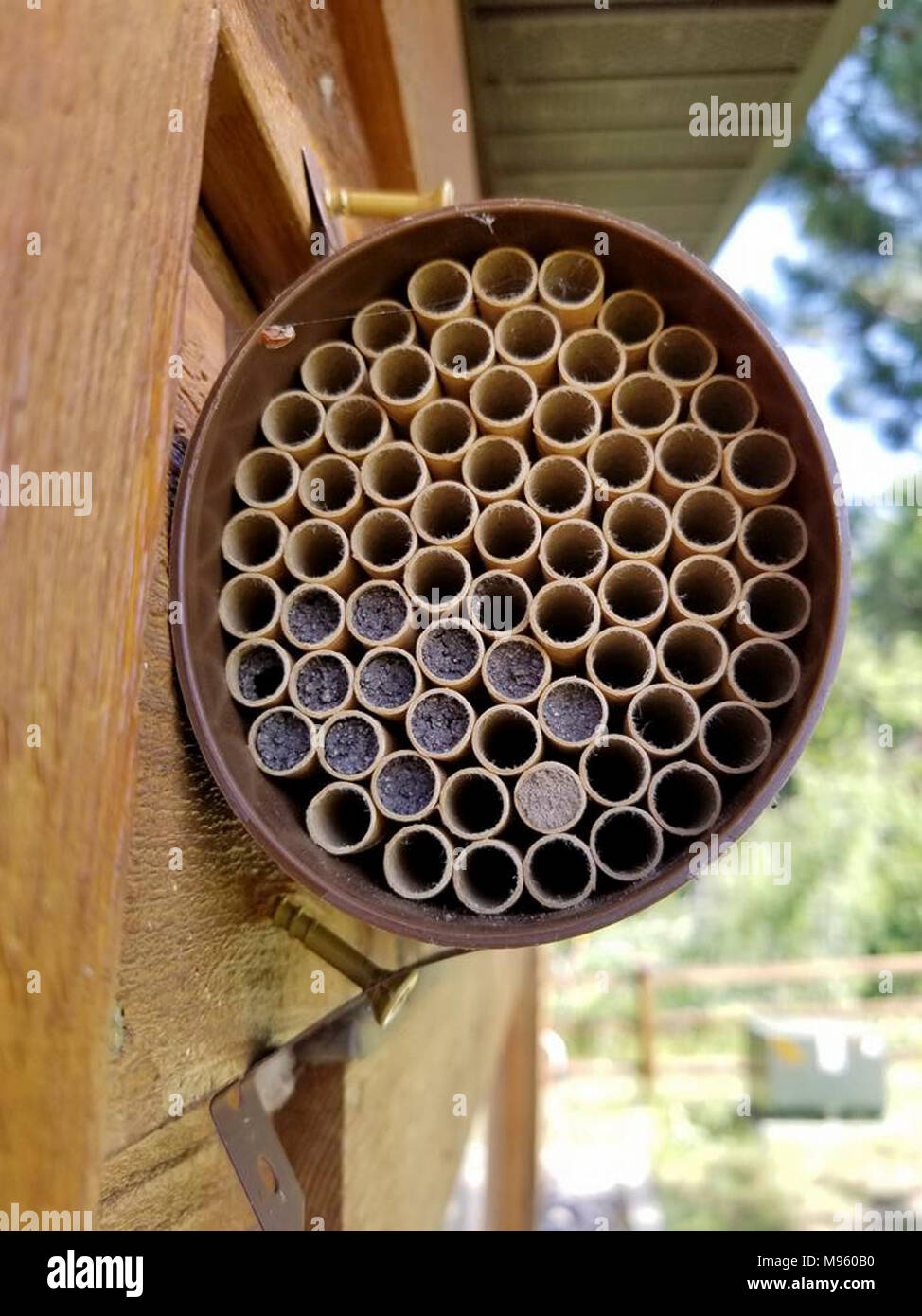 Mason Bee Nesting Tubes Stock Photo - Alamy