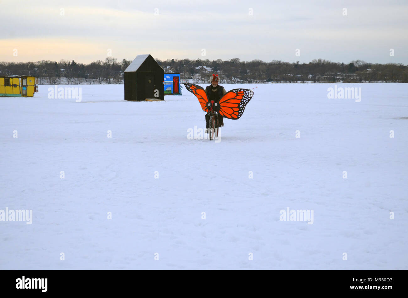 Monarch butterfly biking Stock Photo - Alamy