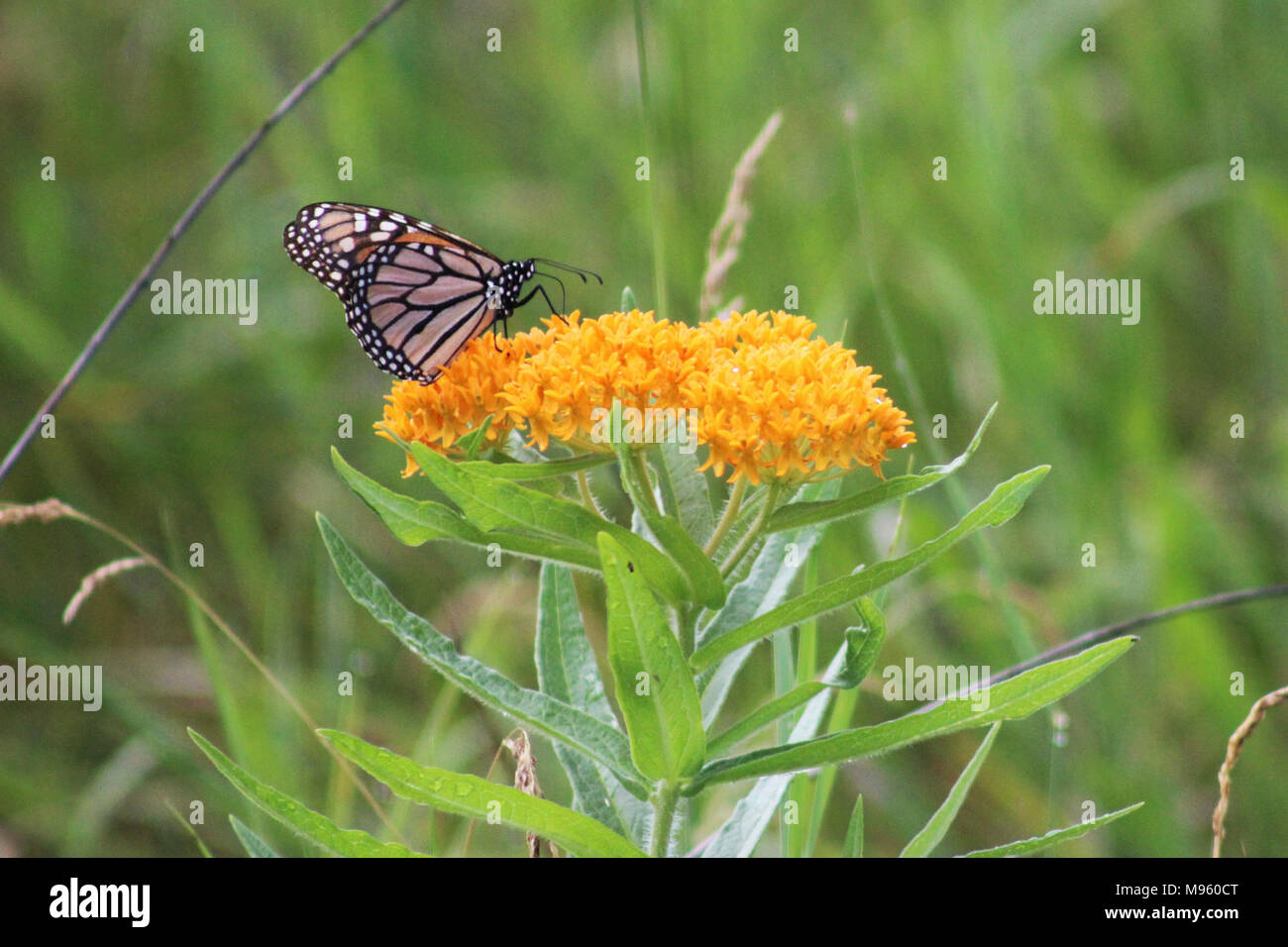 Monarch Butterfly on Butterfly Milkweed Stock Photo - Alamy