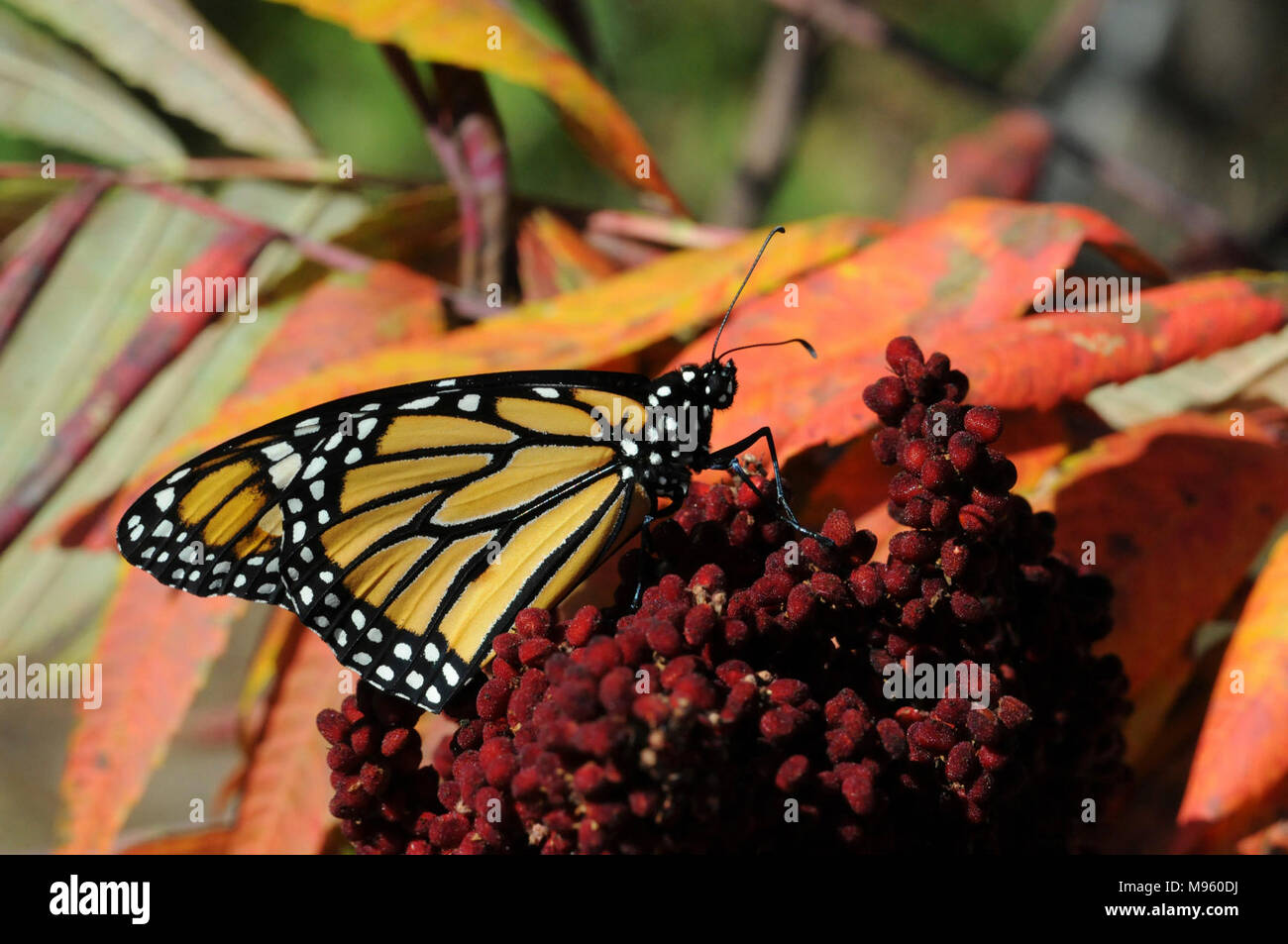 Monarch butterfly on fall foliage (1 Stock Photo - Alamy