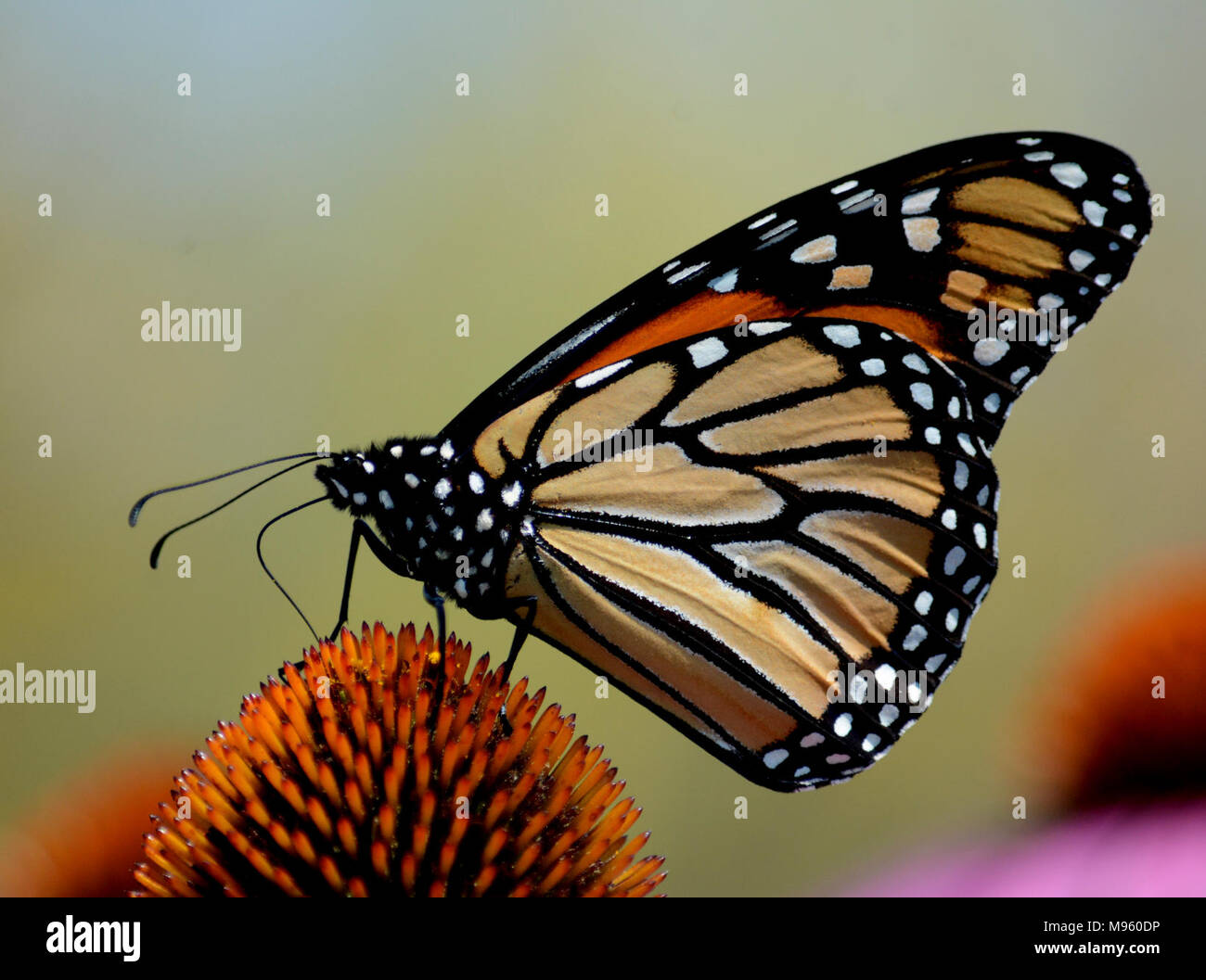Monarch butterfly on purple coneflower Stock Photo - Alamy