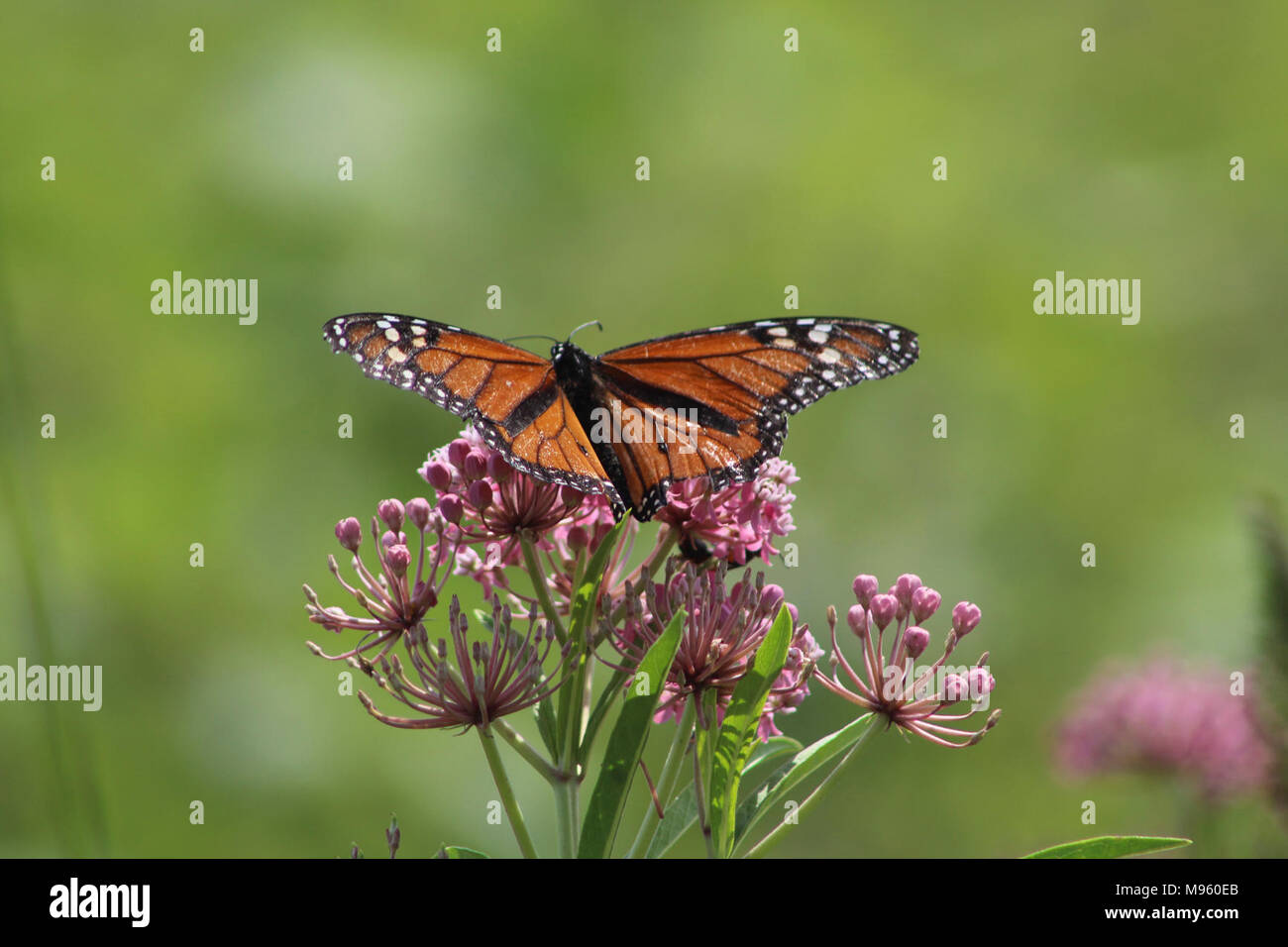 Monarch Butterfly on Swamp Milkweed Stock Photo - Alamy