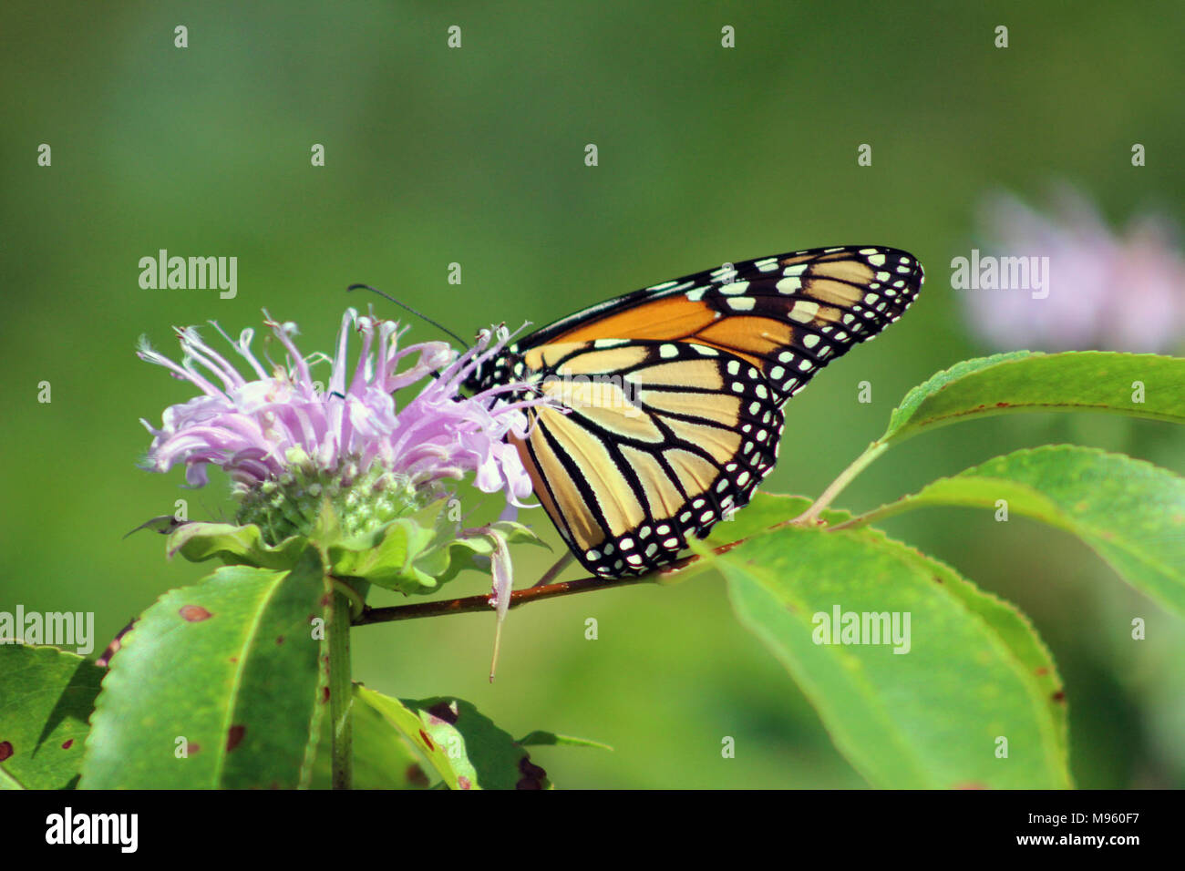 Wildflower preserve butterfly habitat hi-res stock photography and ...