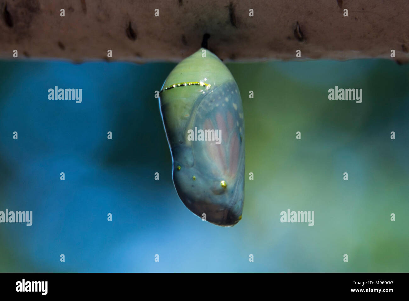 Monarch chrysalis changing Stock Photo - Alamy