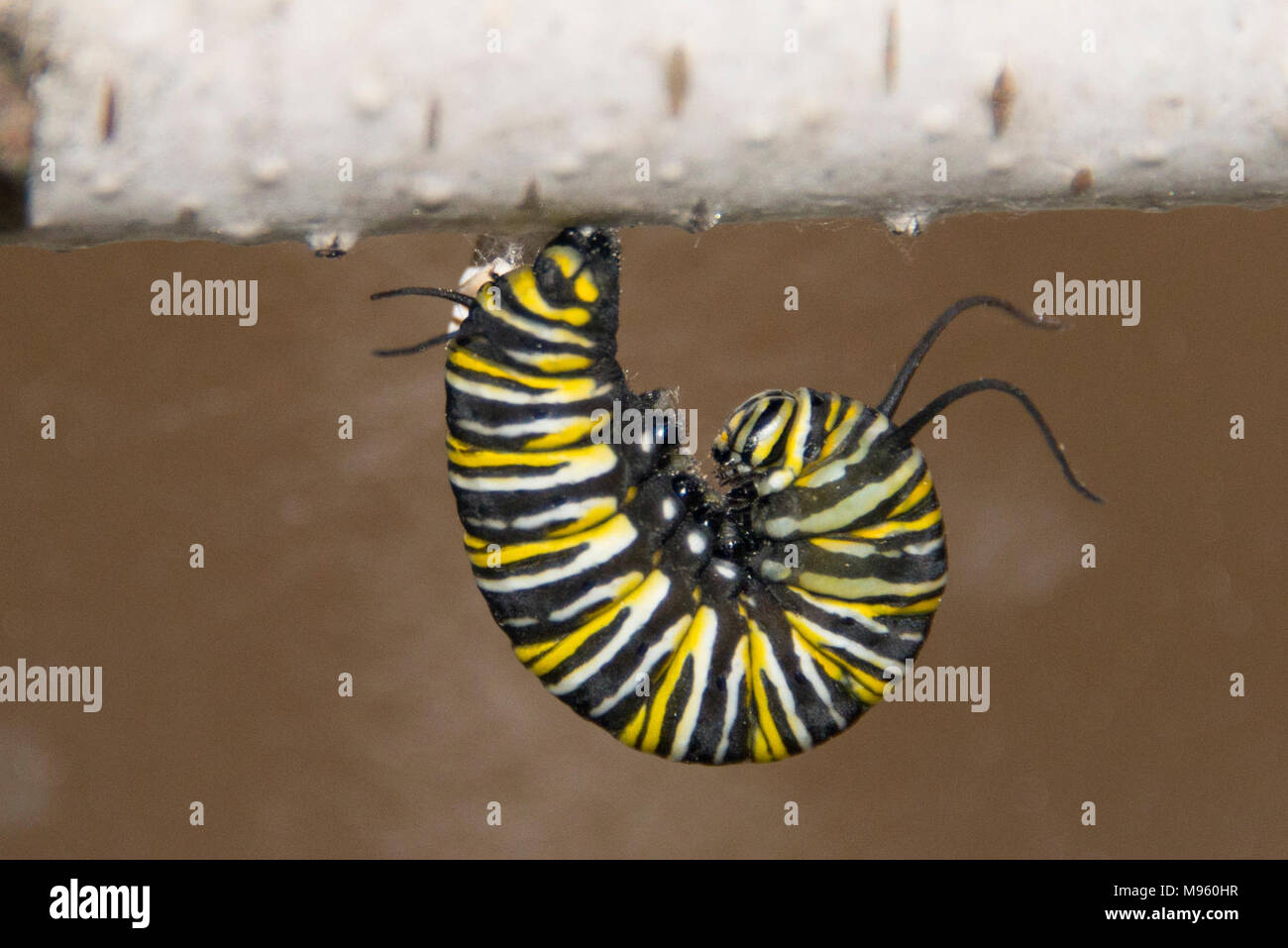 J formation hi-res stock photography and images - Alamy