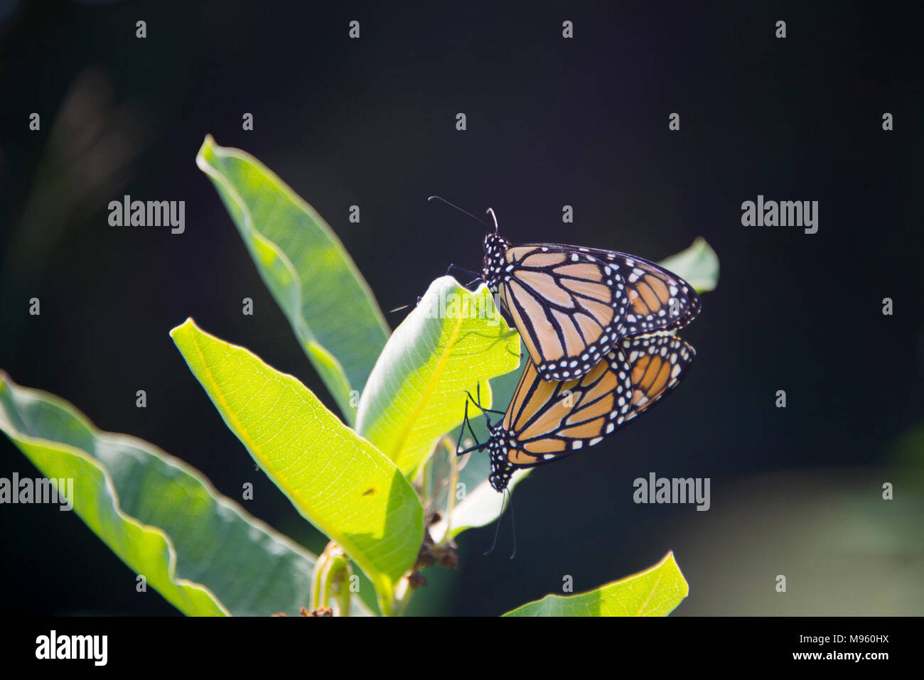 Monarch reproduction hi-res stock photography and images - Alamy