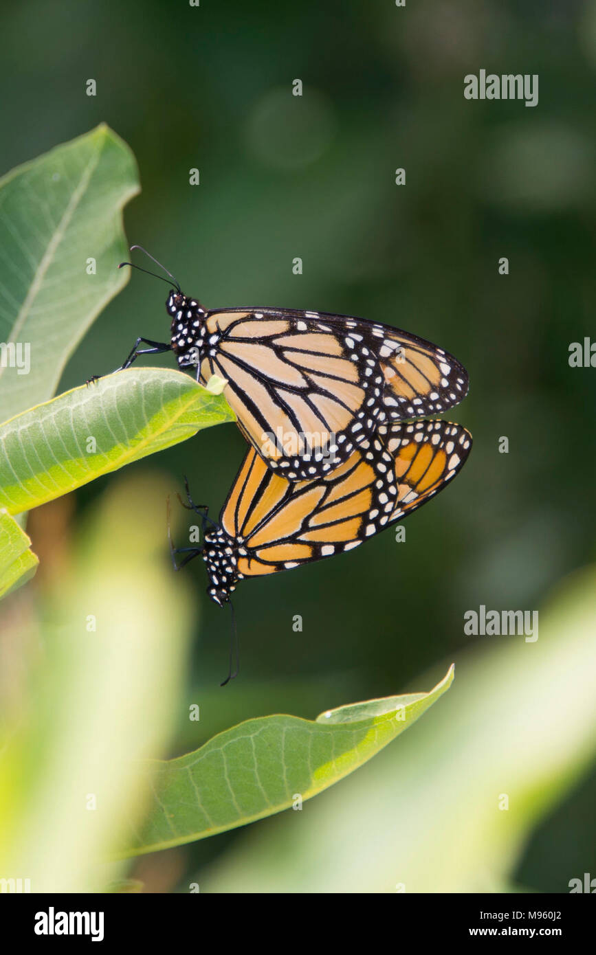 Monarch reproduction hi-res stock photography and images - Alamy