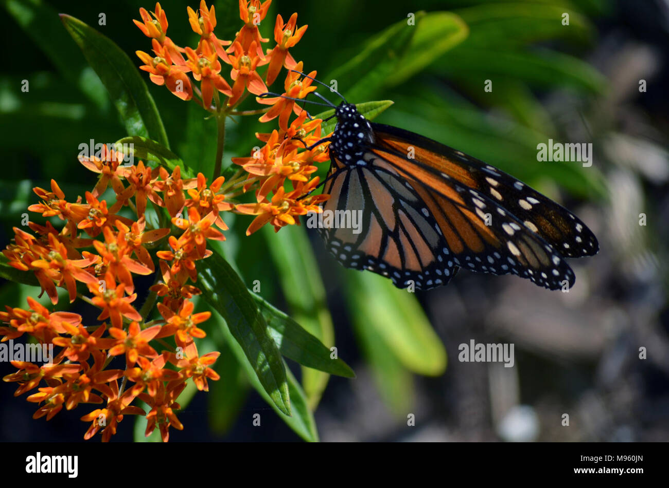 Monarch on butterflyweed Stock Photo - Alamy