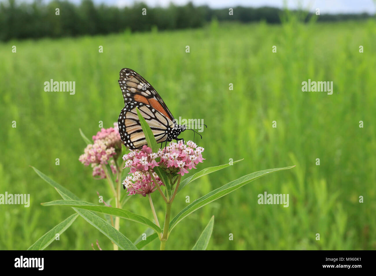 Pollinators on milkweed hi-res stock photography and images - Alamy