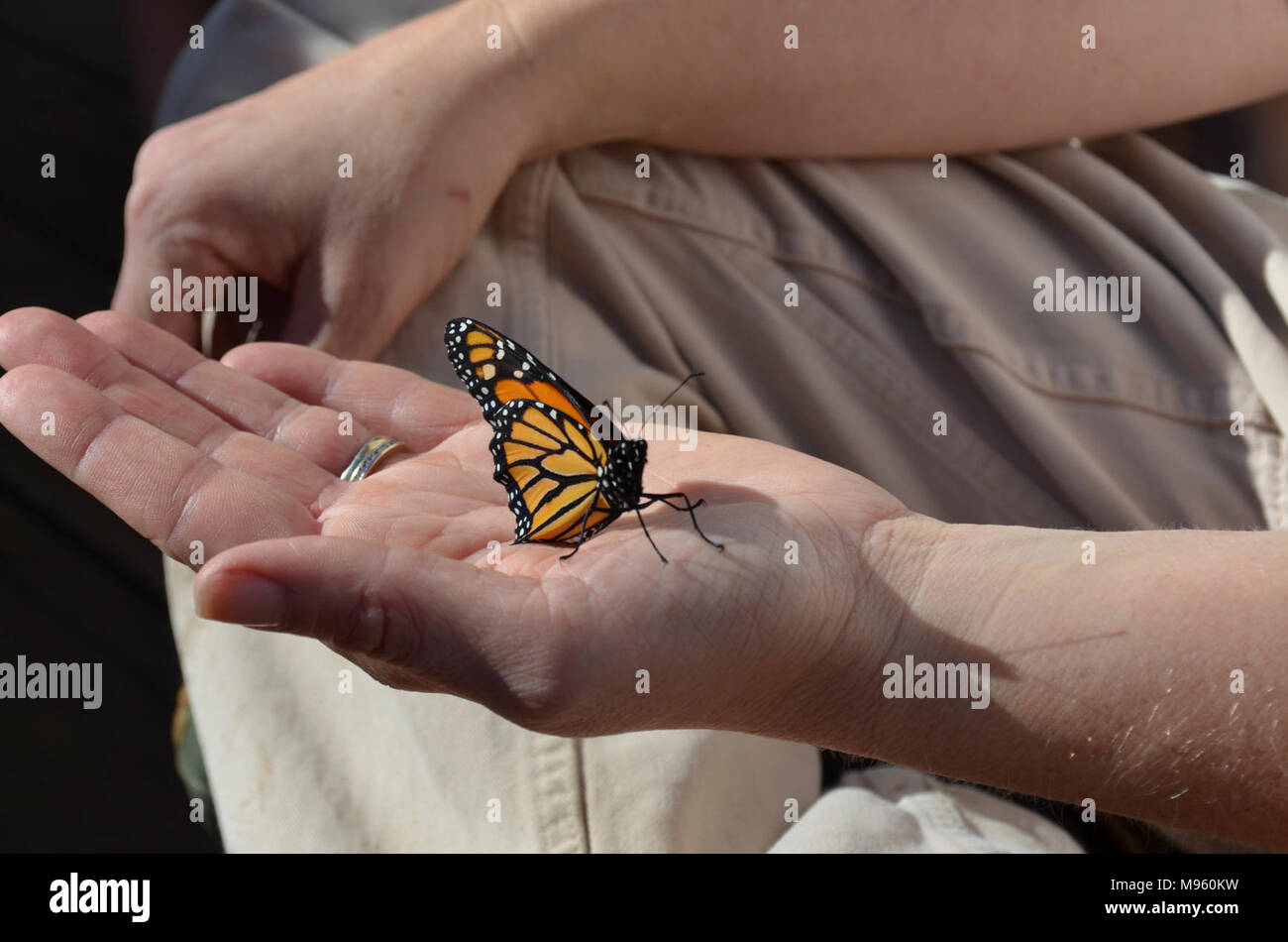 Monarch release hi-res stock photography and images - Alamy