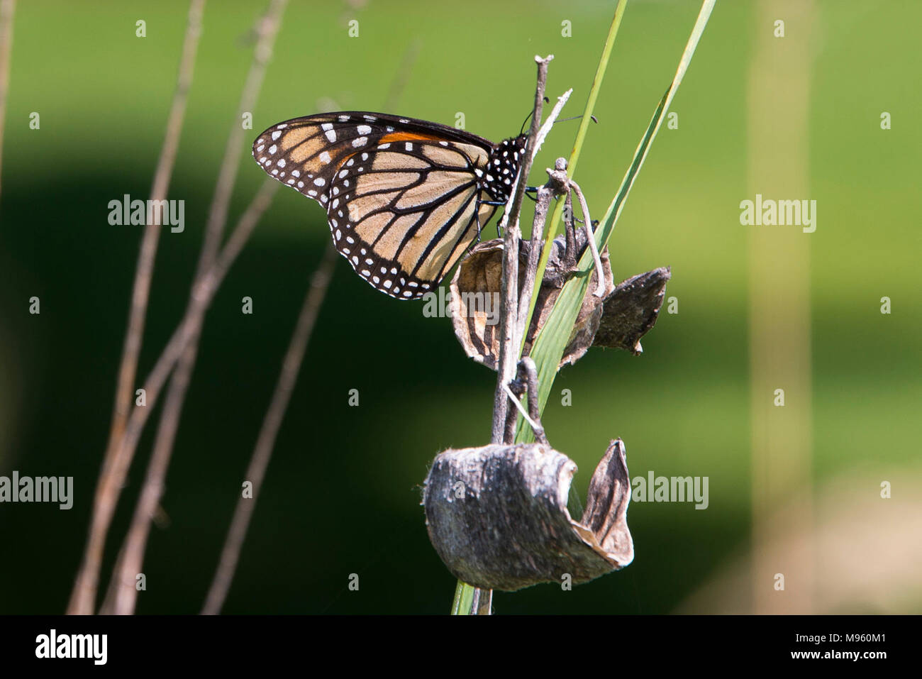 Monarch resting on milkweed Stock Photo - Alamy