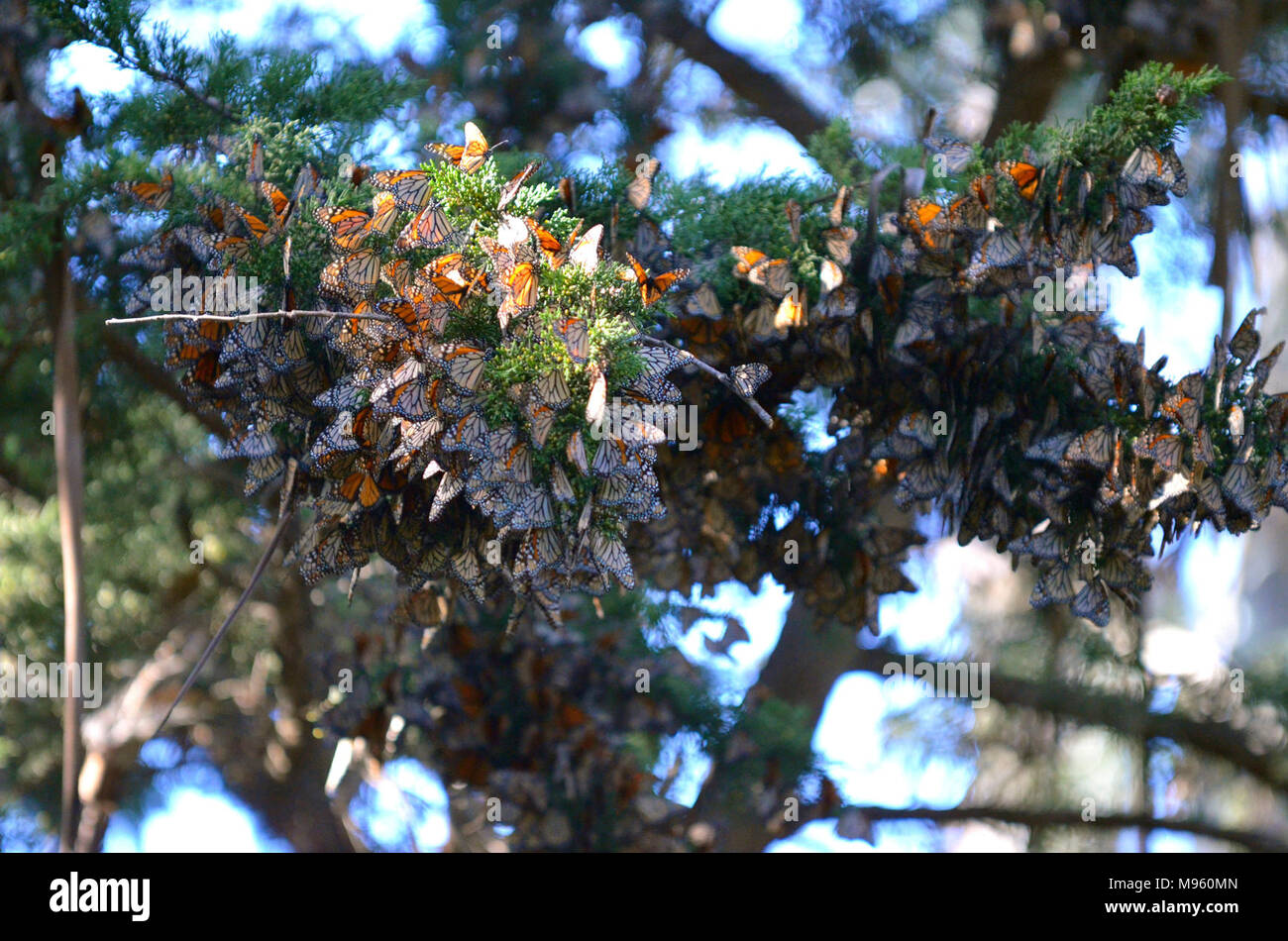 Record monarchs hi-res stock photography and images - Alamy
