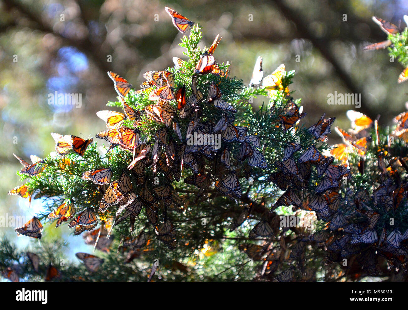 Monarchs grove hi-res stock photography and images - Alamy