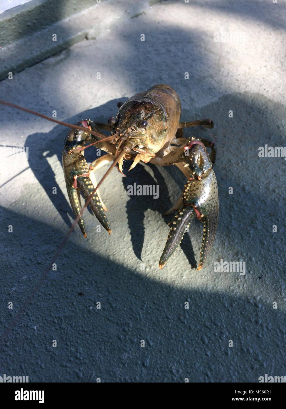 Virile crayfish hi-res stock photography and images - Alamy