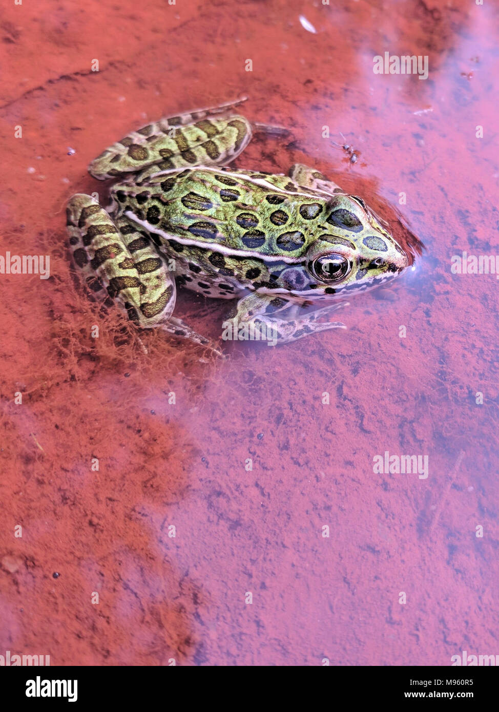 Northern Leopard Frog Stock Photo - Alamy