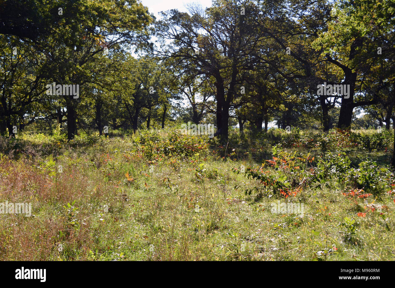 Valley oak savanna hi-res stock photography and images - Alamy