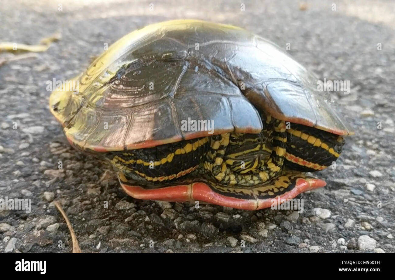 Painted turtles photo and image hi-res stock photography and images - Alamy