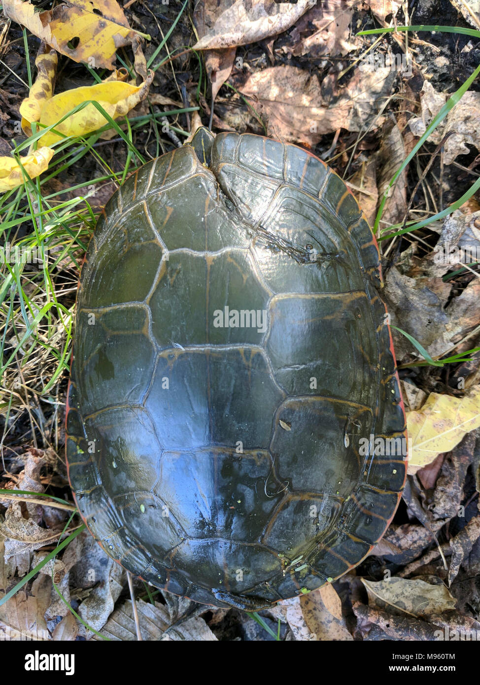 Painted turtle shell image hi-res stock photography and images - Alamy