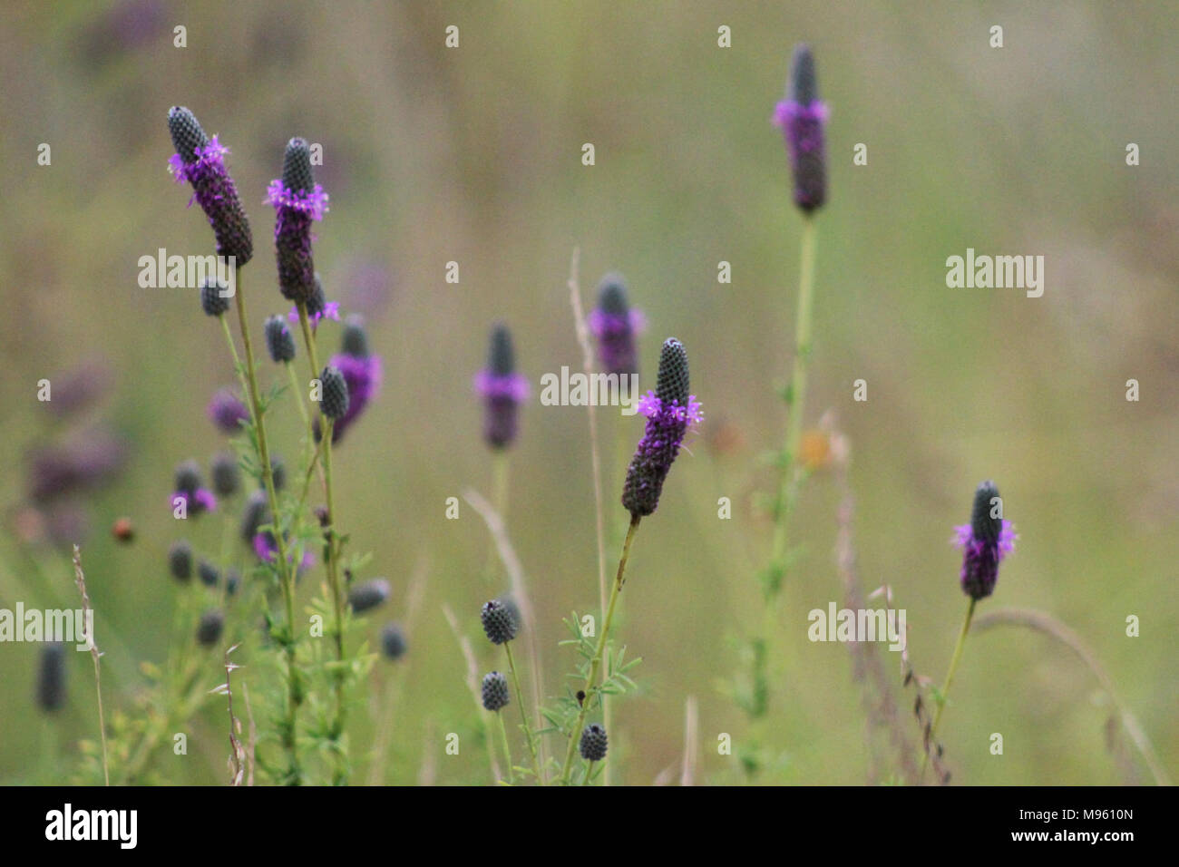 Purple Prairie Clover Stock Photo - Alamy