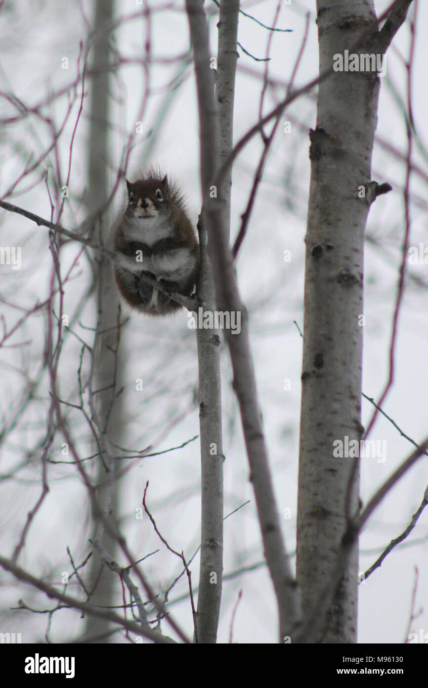 Red Squirrel in Minnesota Stock Photo - Alamy
