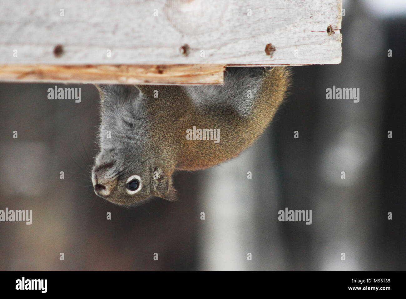 Red Squirrel in Minnesota Stock Photo - Alamy