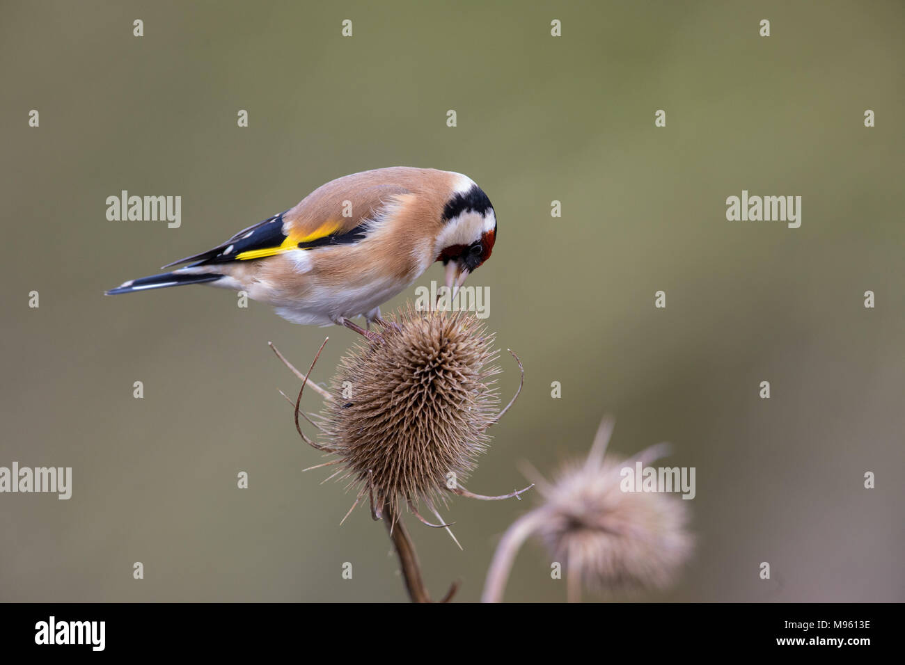 Distelfink hi-res stock photography and images - Alamy
