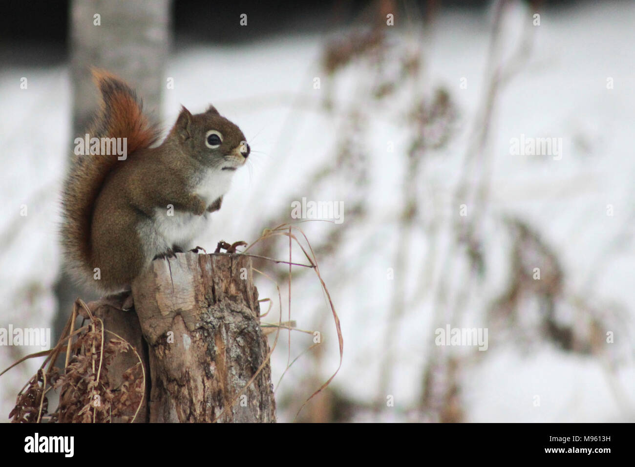 Red Squirrel in Minnesota Stock Photo - Alamy