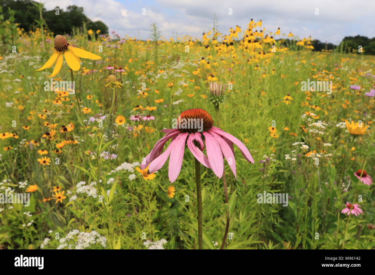 Restored native prairie Stock Photo - Alamy
