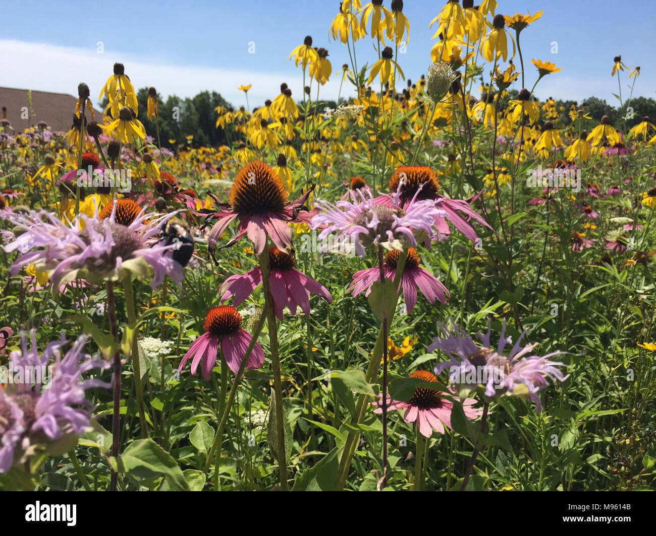 Restored prairie in Ohio Stock Photo - Alamy