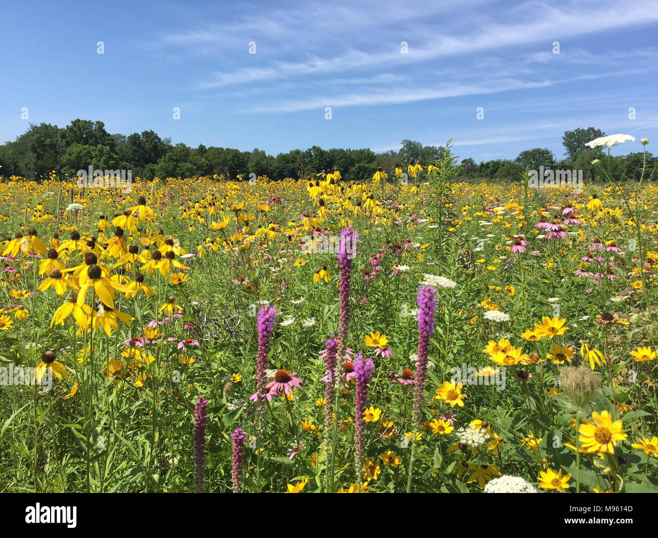 Restored native prairie hi-res stock photography and images - Alamy