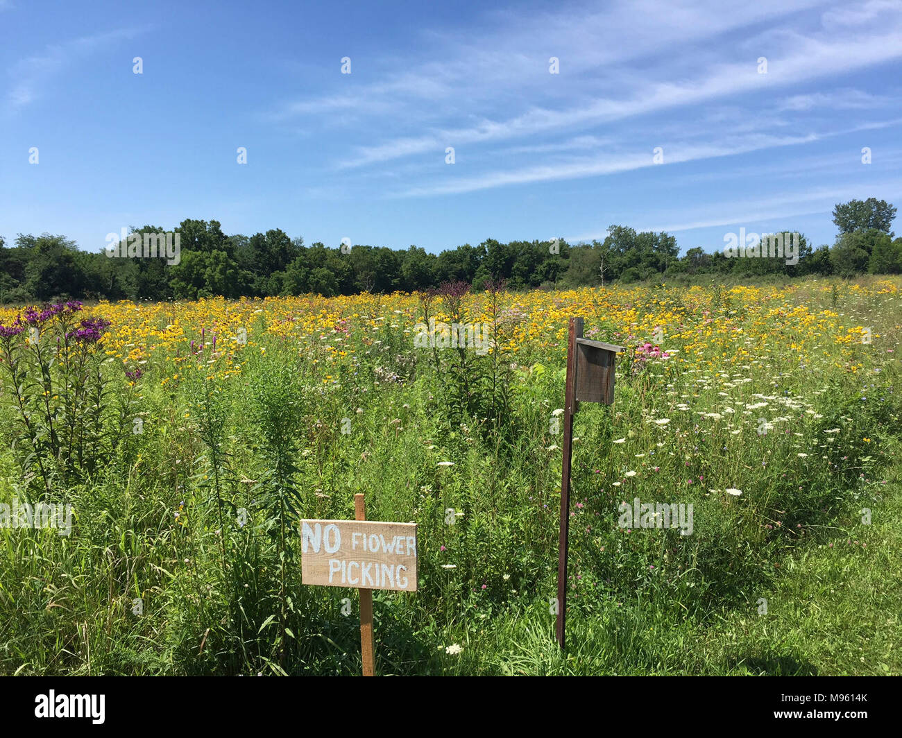 Restored prairie in Ohio Stock Photo - Alamy