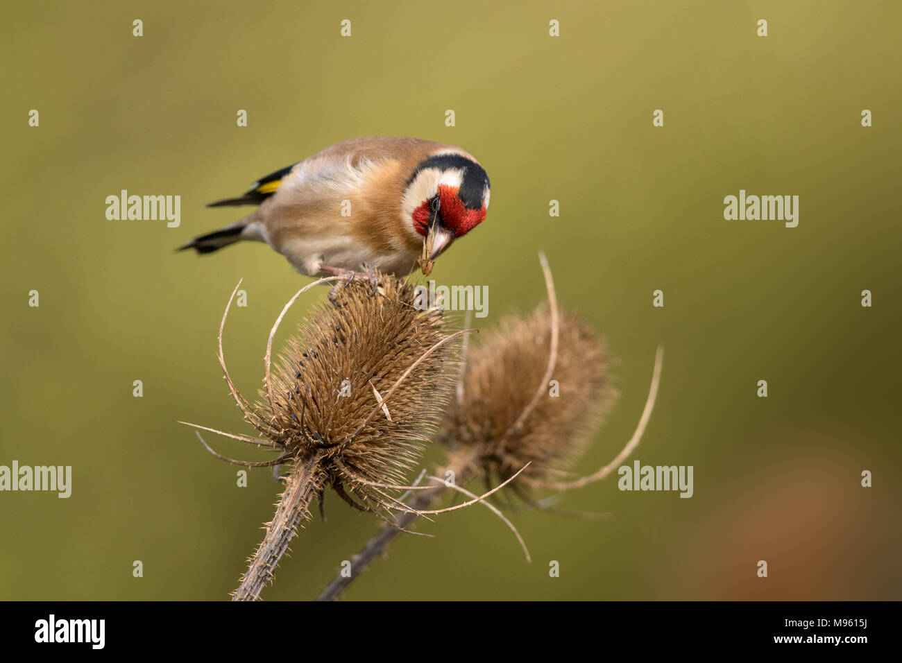 Distelfink hi-res stock photography and images - Alamy