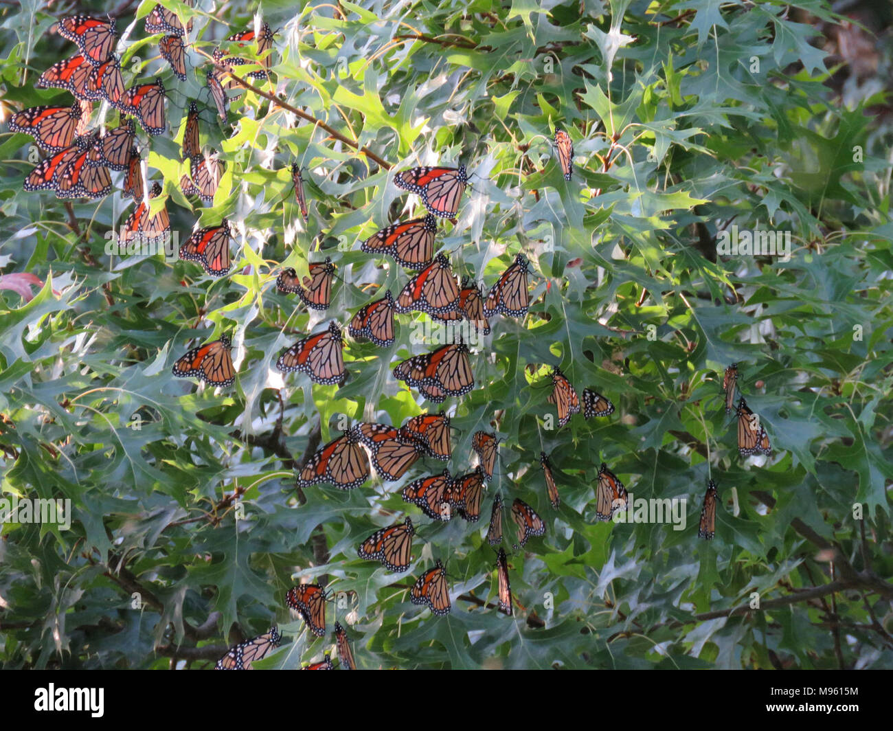 Roosting Monarch Butterflies Stock Photo - Alamy