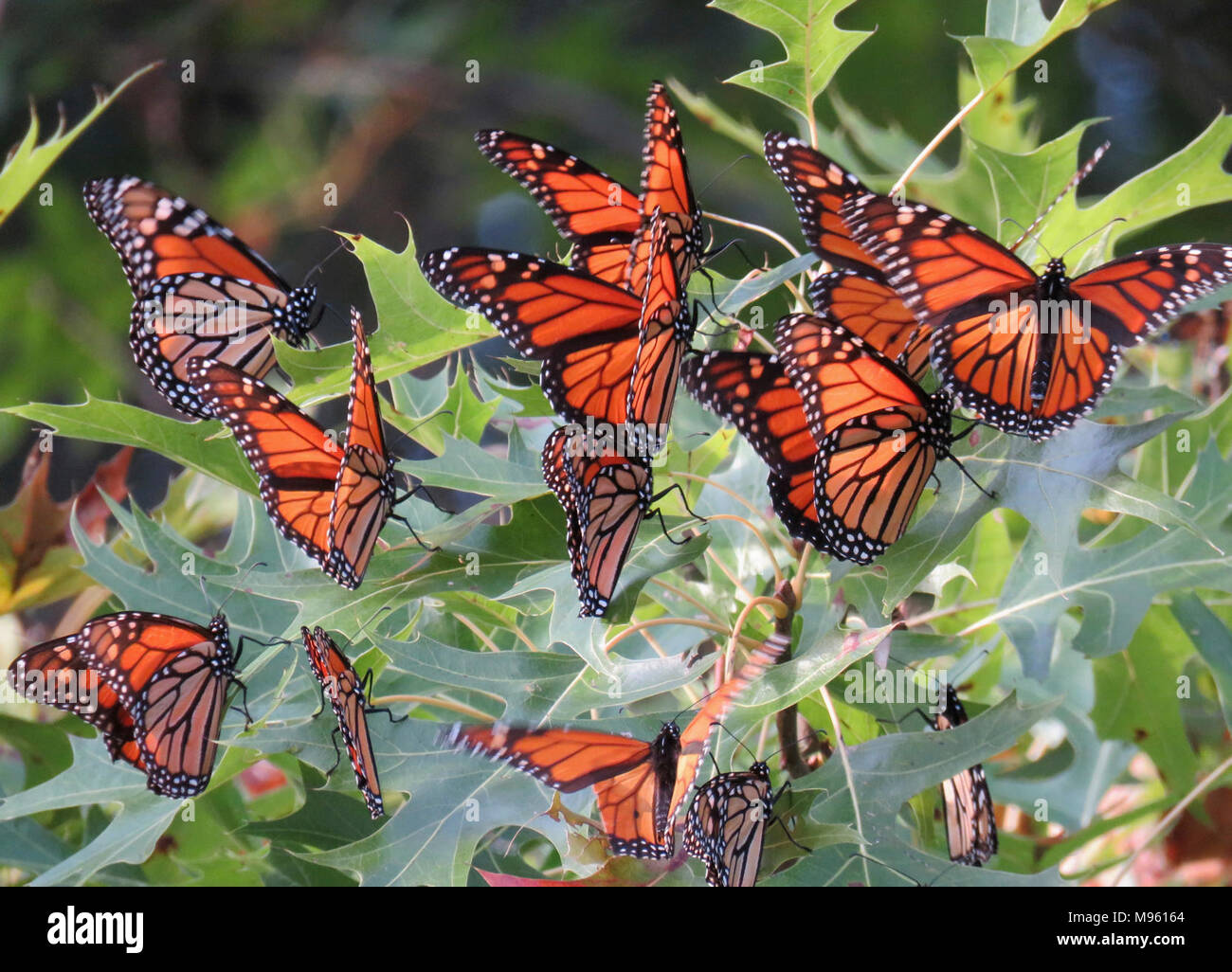 Roosting monarchs hi-res stock photography and images - Alamy