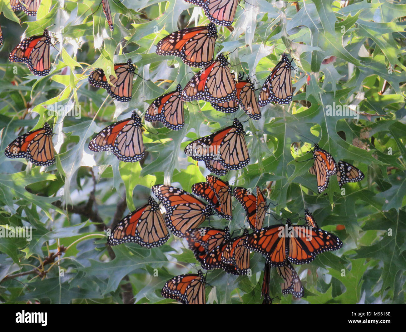 Roosting Monarch Butterflies Stock Photo - Alamy