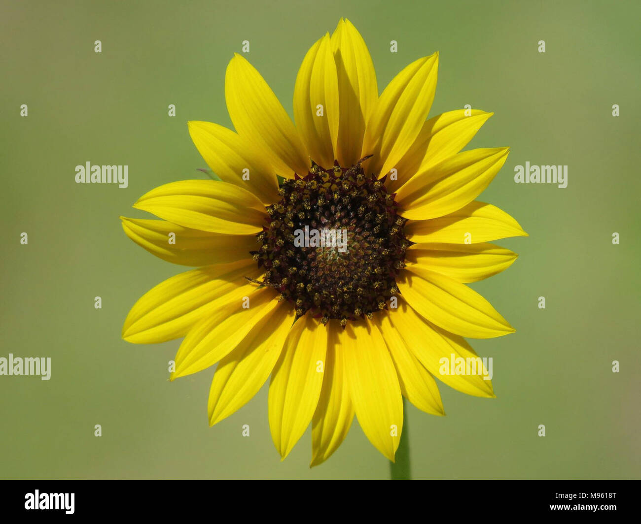 Iowa sunflower hi-res stock photography and images - Alamy