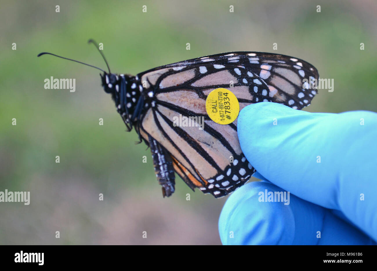 Monarch monitoring hi-res stock photography and images - Alamy