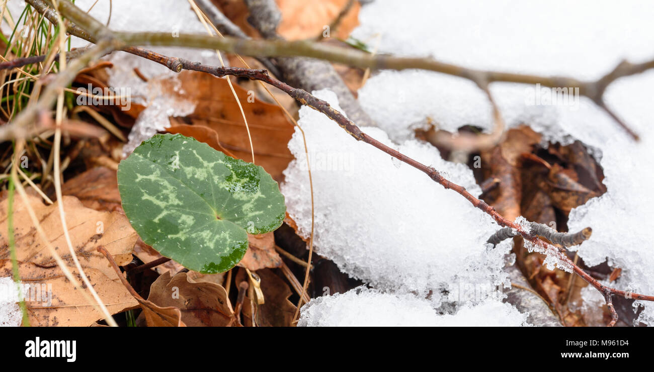 Spring is reborn Stock Photo - Alamy