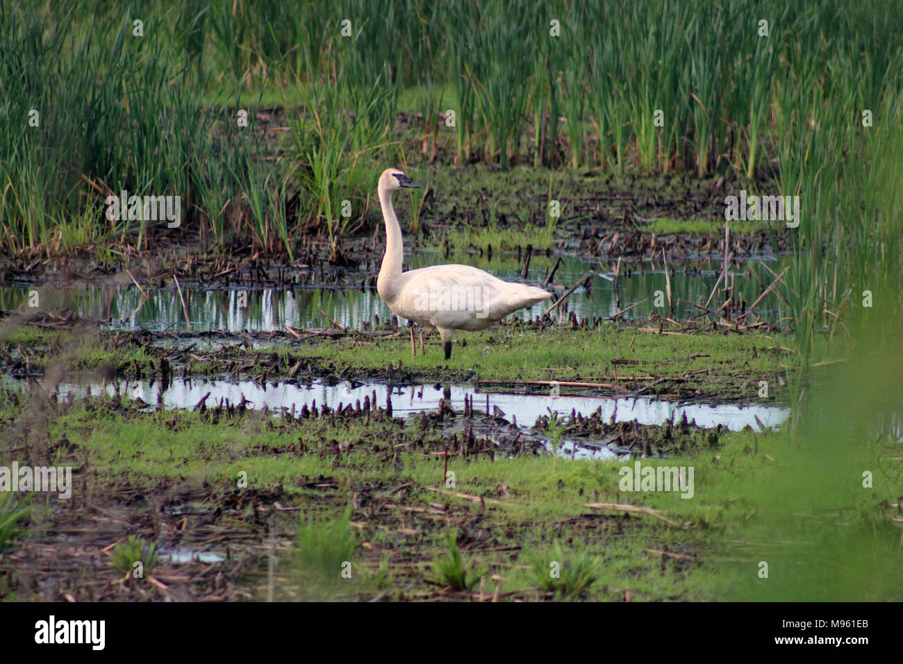 Swan education bird photo hi-res stock photography and images - Alamy