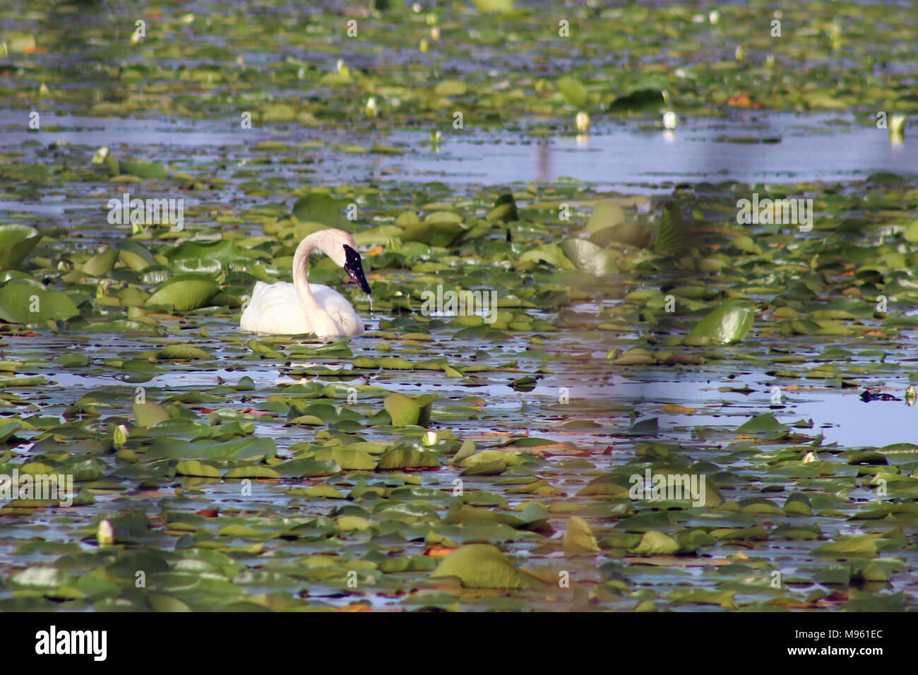 Swan education photo hi-res stock photography and images - Alamy