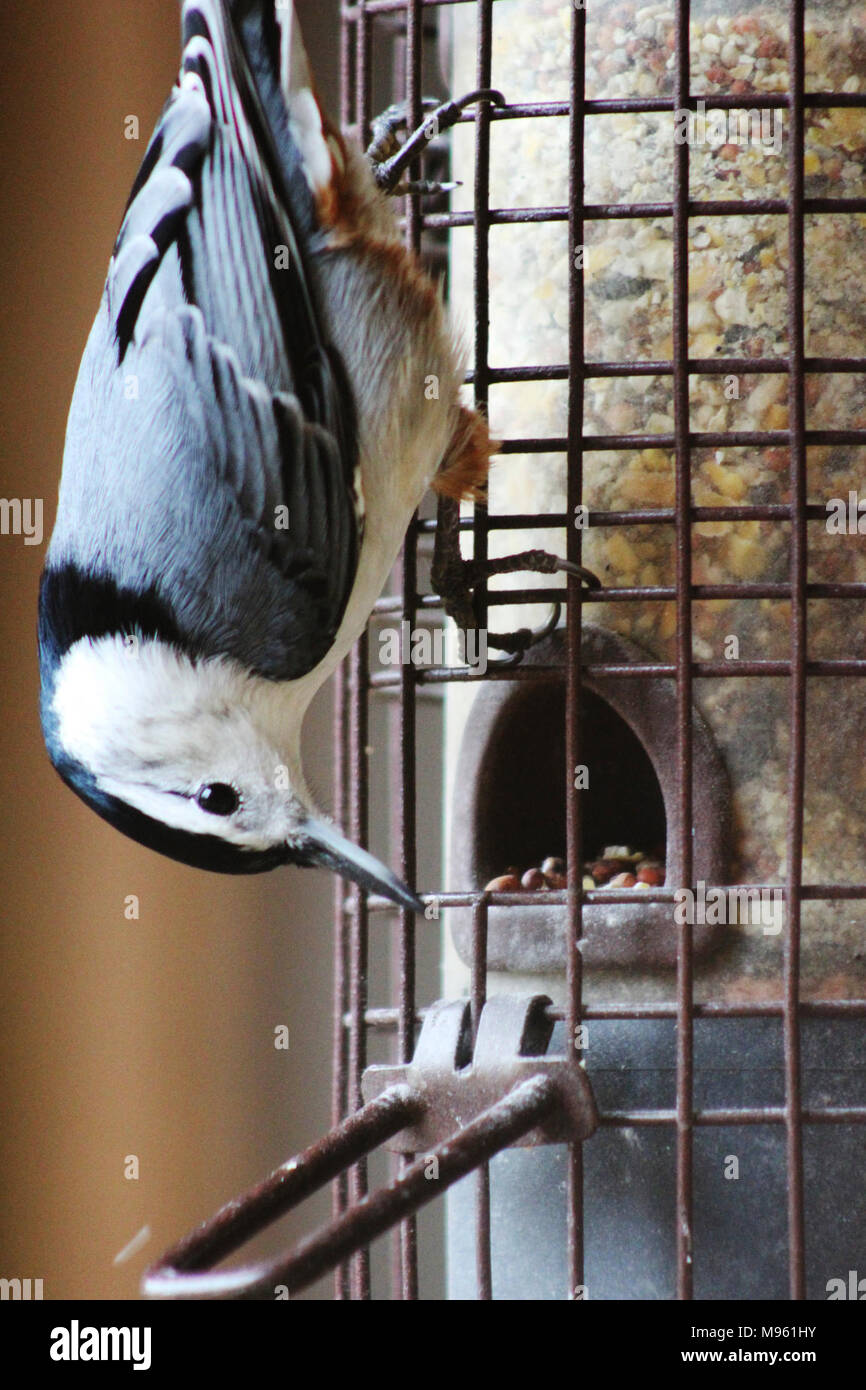 Nuthatch habitat photo and image hi-res stock photography and images ...