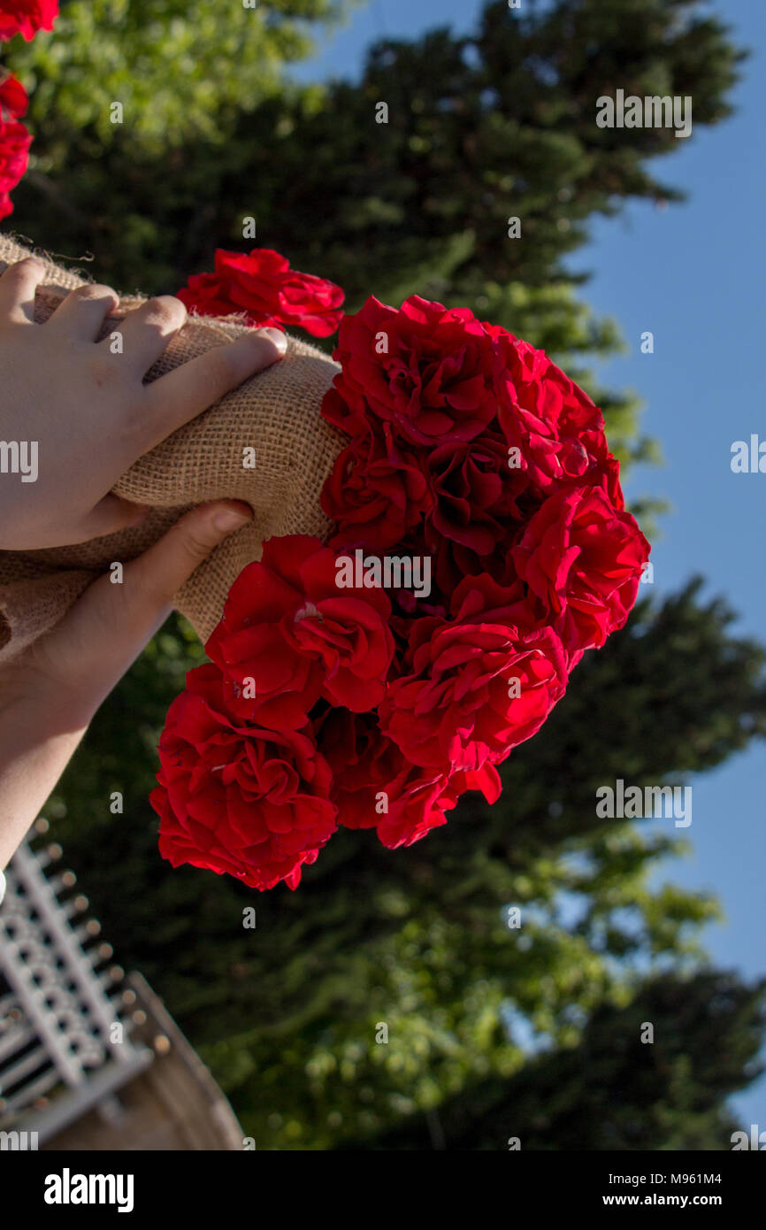 Beautiful fresh roses wrapped with canvas in hand Stock Photo - Alamy